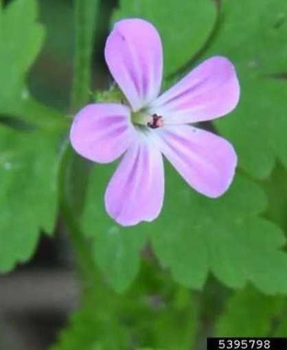 Herb Robert Geranium “Stinky Bob” – Orcas Highlands